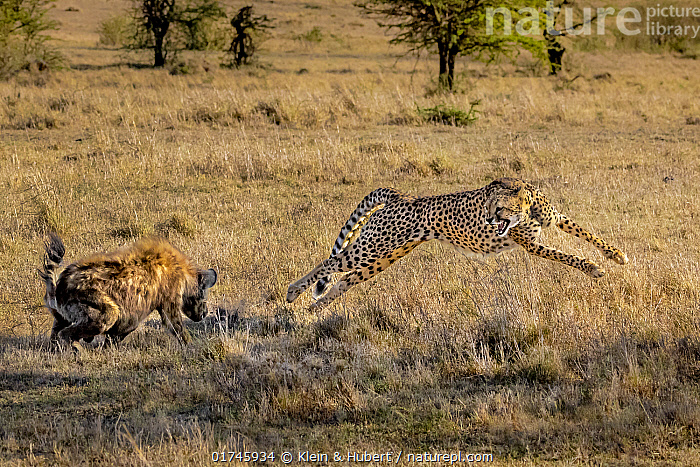 Stock photo of Cheetah (Acinonyx jubatus) female, chasing a Spotted ...
