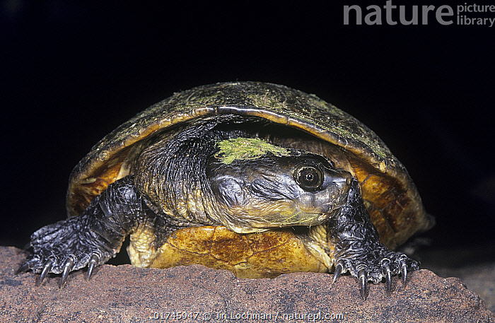 Stock photo of Northern red-faced turtle (Emydura australis) yellow ...