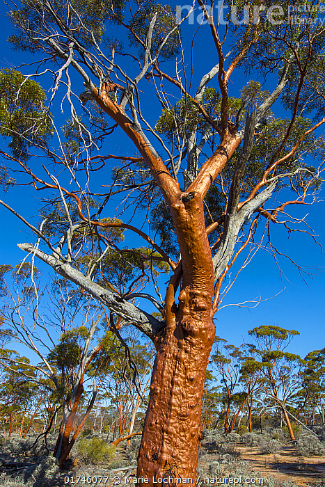 Stock photo of Gimlet (Eucalyptus salubris) trees, Great Western ...