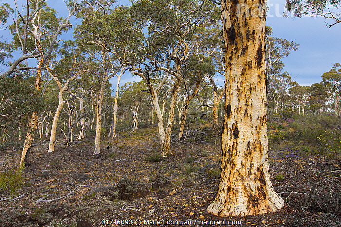 Stock photo of Wandoo (Eucalyptus wandoo) trees in native woodland ...