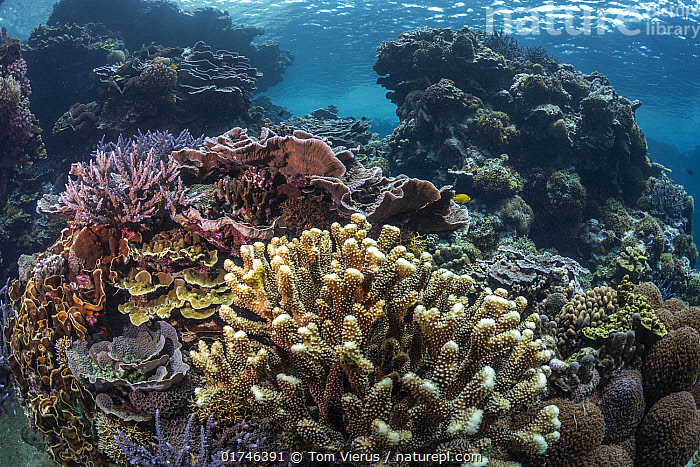 Stock photo of A thriving and diverse coral reef scene, Tanna Island ...