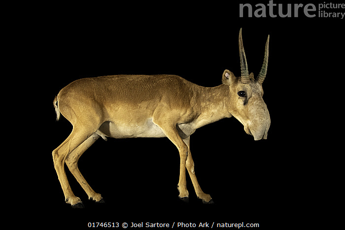 Stock photo of Saiga antelope (Saiga tatarica tatarica) male, portrait ...