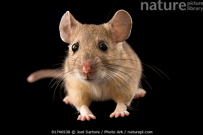 Stock photo of White-throated woodrat (Neotoma albigula) portrait ...