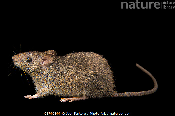Stock photo of Silver rice rat (Oryzomys palustris natator) portrait ...
