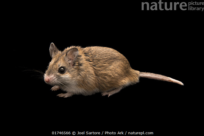 Stock photo of Southern grasshopper mouse (Onychomys torridus torridus ...