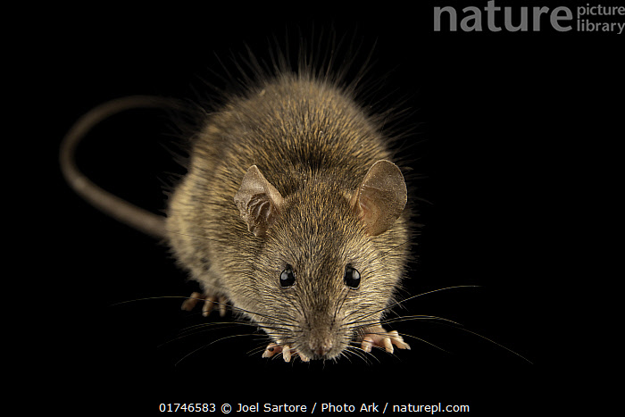 Stock photo of Black rat (Rattus rattus) portrait, from the wild, Vero ...