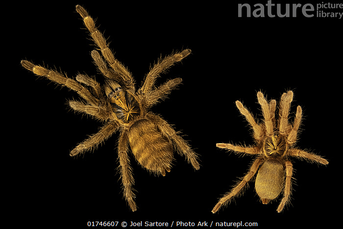 Stock photo of Trinidad olive tarantula and Trinidad gold tarantula ...