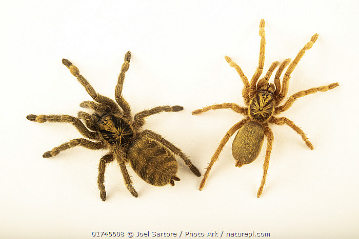 Stock photo of Trinidad olive tarantula and Trinidad gold tarantula ...