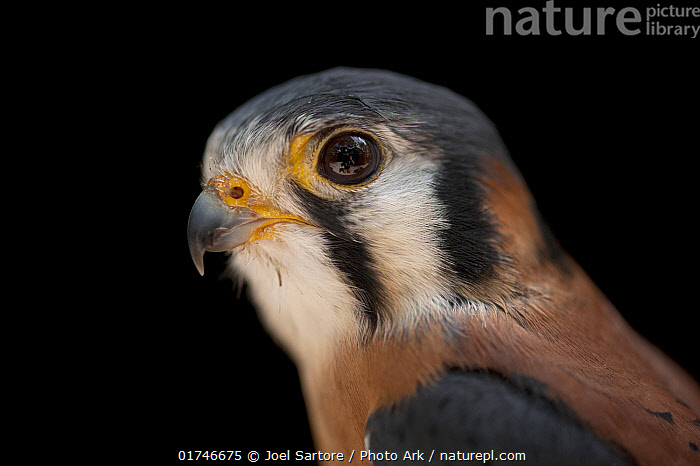 Stock photo of Southeastern American kestrel (Falco sparverius paulus ...