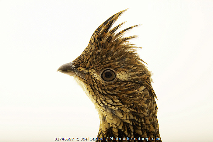 Stock photo of Appalachian red ruffed grouse (Bonasa umbellus monticola ...