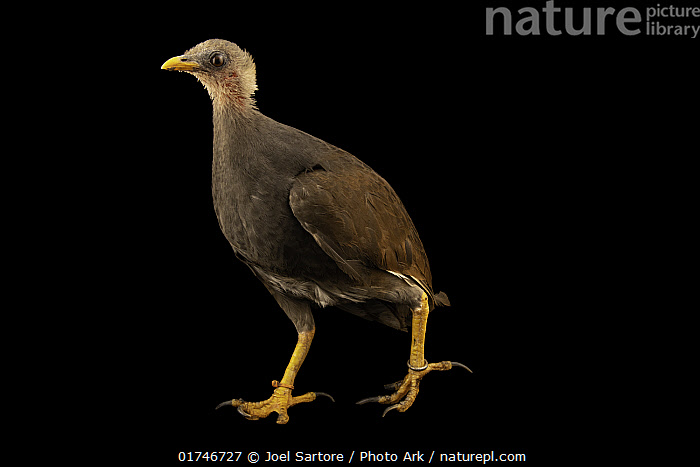 Stock photo of Tongan megapode (Megapodius pritchardii) female ...