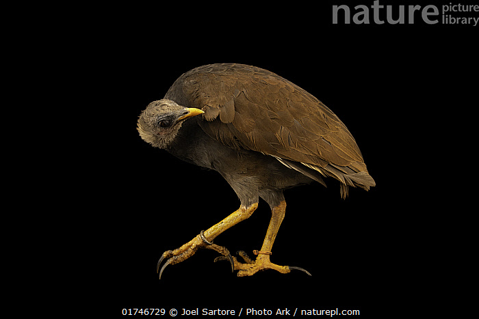 Stock photo of Tongan megapode (Megapodius pritchardii) female ...