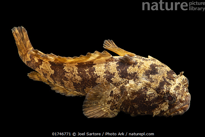 Stock photo of Arabian toadfish (Colletteichthys occidentalis) portrait ...