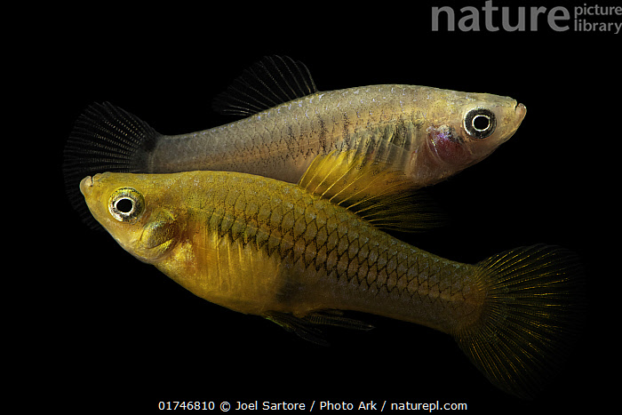 Stock photo of Variable platyfish (Xiphophorus variatus) pair, portrait ...