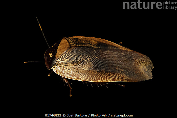 Stock photo of Pink cockroach (Gyna capucina) portrait, Berlin ...
