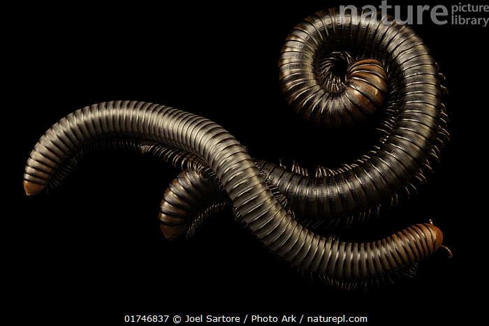 Stock photo of Two Firehead millipedes (Spirostreptus servatius ...