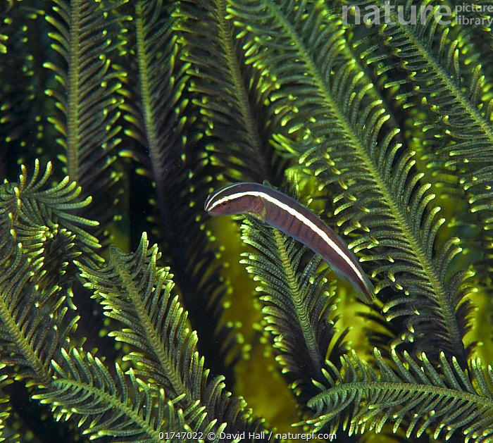 Stock photo of Crinoid clingfish (Discotrema crinophila) living among ...