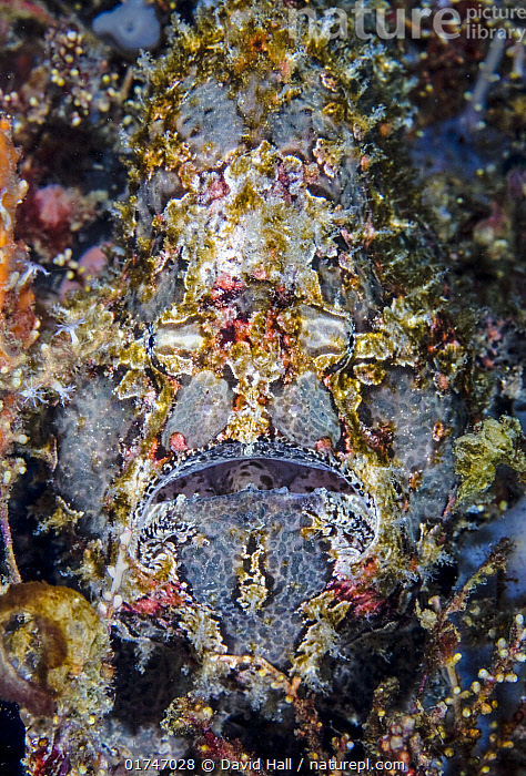 Stock photo of Giant frogfish (Antennarius commersoni) portrait, Ambon ...
