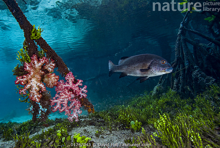 Stock photo of Mangrove red snapper (Lutjanus argentimaculatus ...