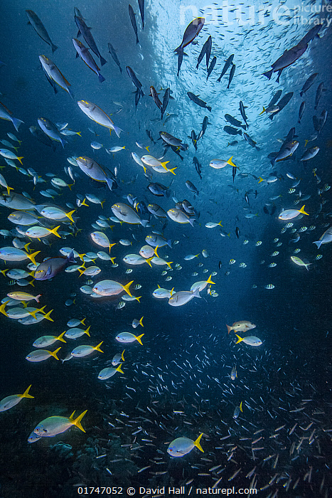 Stock photo of A large, mixed aggregation of fish swimming through a ...