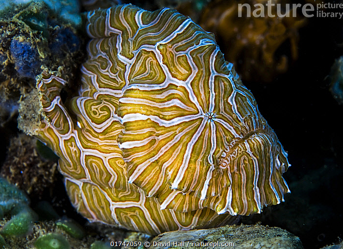Psychedelic Frogfish
