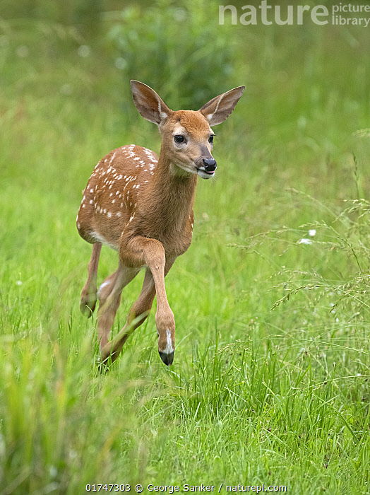 Stock photo of White-tailed deer (Odocoileus virginianus) fawn running ...
