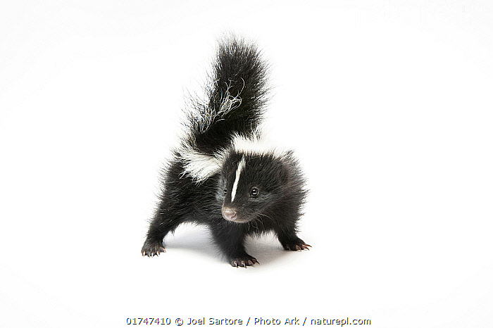 Stock photo of Texas long-tailed skunk (Mephitis mephitis varians ...