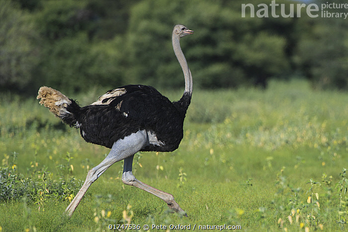 Stock photo of RF - Ostrich (Struthio camelus) male, running in ...