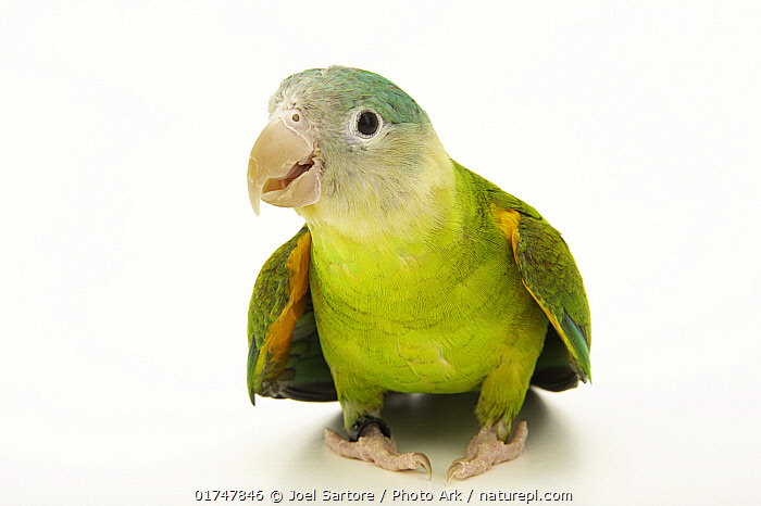 Stock photo of Grey-cheeked parakeet (Brotogeris pyrrhoptera) portrait ...
