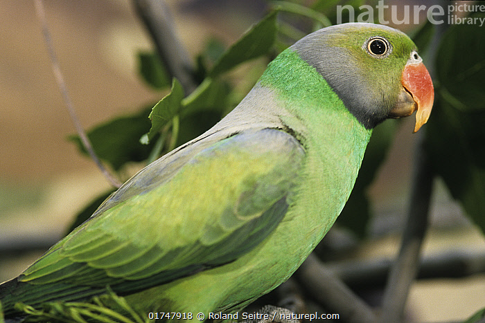 Stock photo of Emerald-collared parakeet (Psittacula calthropae) male ...