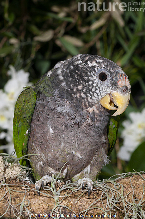 Stock photo of White-capped parrot (Pionus tumultuosus seniloides ...