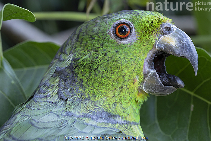 Stock photo of Scaly-naped amazon (Amazona mercenaria) squawking, head ...