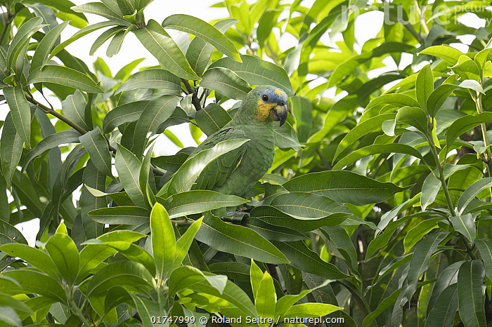 Stock photo of Orange-winged amazon (Amazona amazonica) perched in tree ...