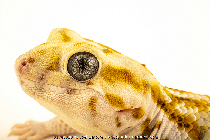 Stock photo of Persian wonder gecko (Teratoscincus keyserlingii) head ...