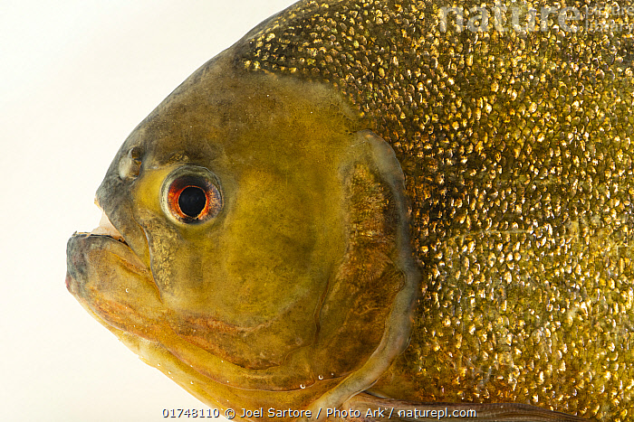 Stock photo of Black spot piranha (Pygocentrus cariba) head portrait ...