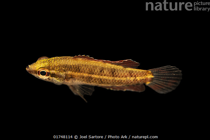 Stock photo of Kalimantan licorice gourami (Parosphromenus quindecim ...