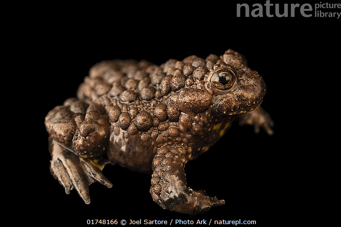 Stock photo of Yunnan firebelly toad (Bombina maxima) portrait ...