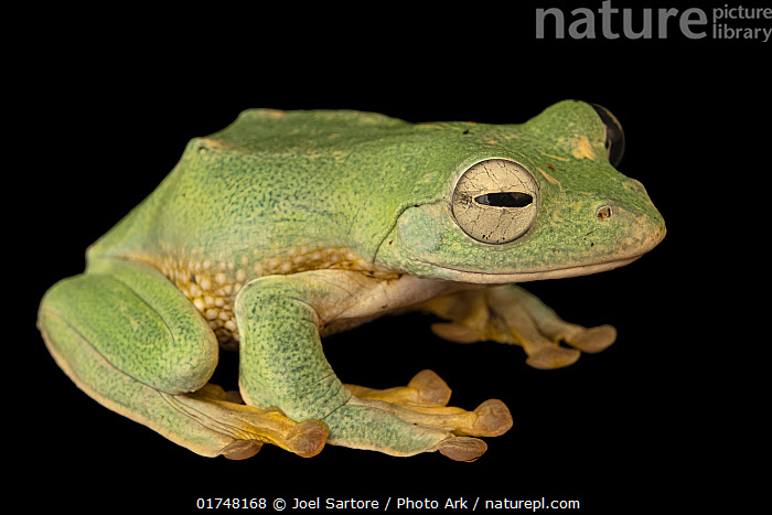 Stock photo of Green flying frog (Rhacophorus reinwardtii) portrait ...