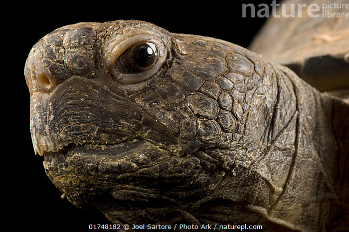Stock photo of Gopher tortoise (Gopherus polyphemus) head portrait, Zoo ...