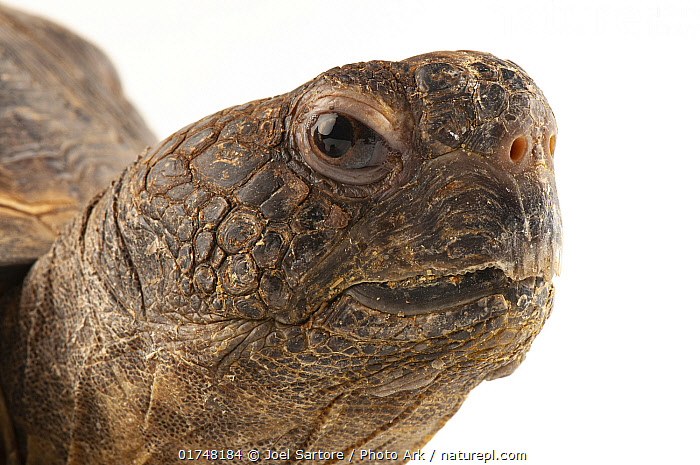 Stock photo of Gopher tortoise (Gopherus polyphemus) head portrait, Zoo ...