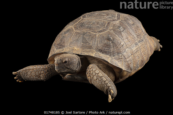 Stock photo of Gopher tortoise (Gopherus polyphemus) portrait, Zoo ...