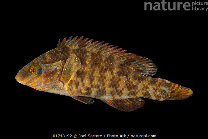 Stock photo of Corkwing wrasse (Symphodus melops) portrait, The ...