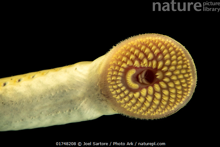 Stock photo of Ohio lamprey (Ichthyomyzon bdellium) mouth detail ...