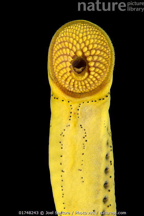 Stock photo of Chestnut lamprey (Ichthyomyzon castaneus) mouth detail ...