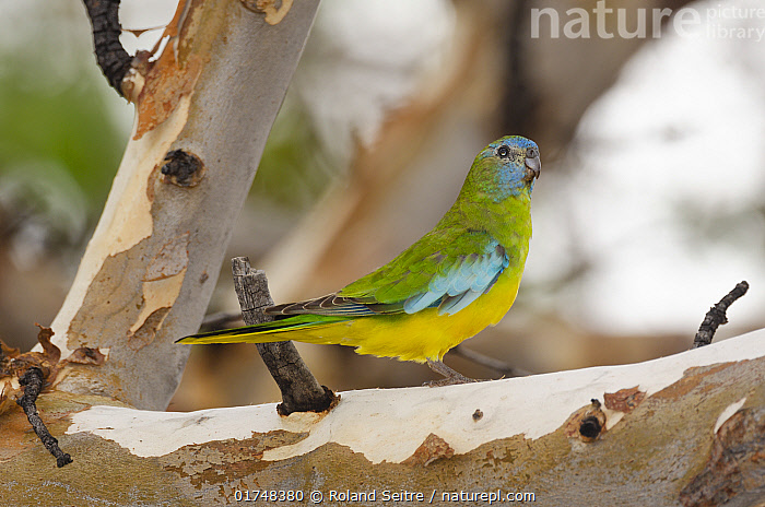 Stock photo of Scarlet-chested parrot (Neophema splendida) female ...