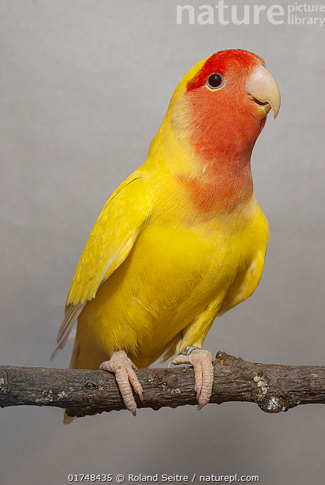 Stock photo of Peach-faced lovebird (Agapornis roseicollis) colour ...