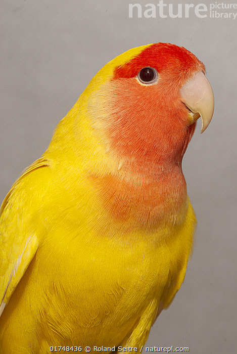Stock photo of Peach-faced lovebird (Agapornis roseicollis) colour ...