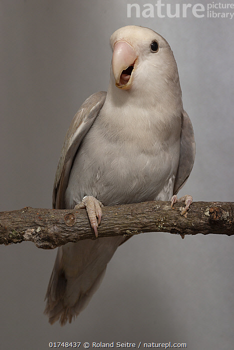 Stock photo of Peach-faced lovebird (Agapornis roseicollis) colour ...