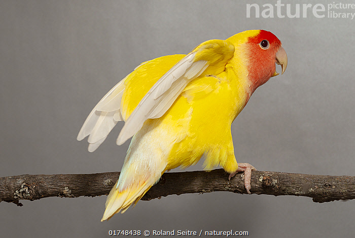 Stock photo of Peach-faced lovebird (Agapornis roseicollis) colour ...