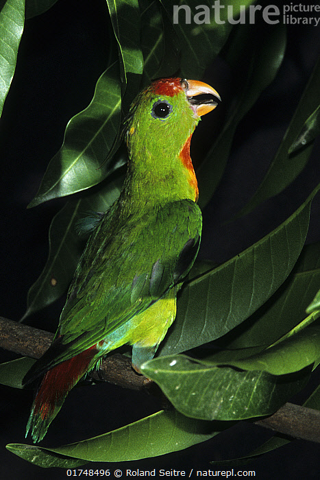 Stock photo of Philippine hanging parrot (Loriculus philippensis) portrait, Philippines ...